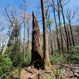 Maddron Bald Trail to Albright Grove Loop, Tennessee - 1,024 Reviews ...