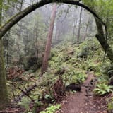 Bootjack Loop, California - 1,798 Reviews, Map | AllTrails