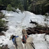 Packwood Lake Trail, Washington - 1,620 Reviews, Map | AllTrails