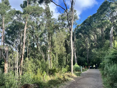 Best Views Trails in Upper Ferntree Gully | AllTrails