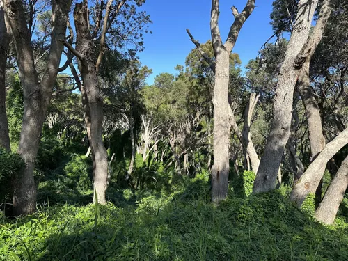 Best Hikes and Trails in Gabo Island Lighthouse Reserve | AllTrails