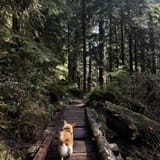 Boulder River Trail, Washington - 1,751 Reviews, Map | AllTrails