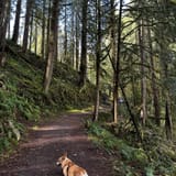 Boulder River Trail, Washington - 1,751 Reviews, Map | AllTrails
