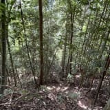 Gunung Lambak (North) via Kluang Big Tree, Johor, Malaysia - 21 Reviews ...
