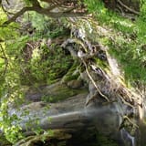 Gorman Falls Trail, Texas - 1,125 Reviews, Map | AllTrails