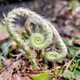 Hidden Arch Trail, Kentucky - 1,081 Reviews, Map | AllTrails