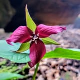 Red Byrd Arch, Kentucky - 265 Reviews, Map | AllTrails