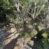 Poona Lake, Queensland, Australia - 73 Reviews, Map | AllTrails