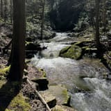 Laurel Run Trail, Tennessee - 715 Reviews, Map | AllTrails