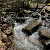 Laurel Run Trail, Tennessee - 631 Reviews, Map | AllTrails