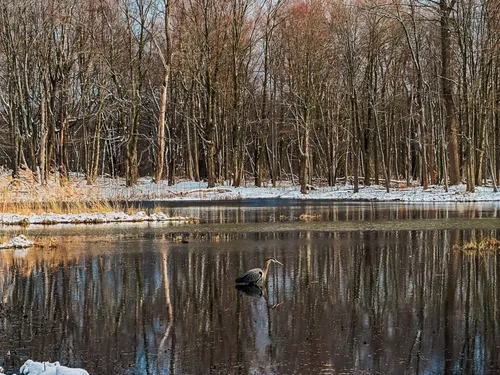 Best Wheelchair Friendly Trails in Reinstein Woods Nature Preserve and ...