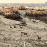 Daniels Park Trail, Colorado - 540 Reviews, Map | AllTrails