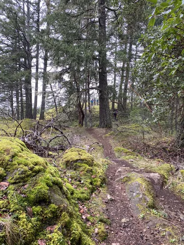 Best Wild Flowers Trails in Mount Work Regional Park | AllTrails