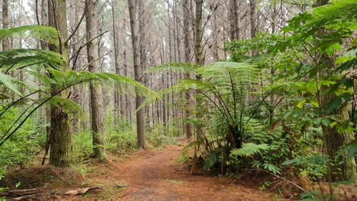 Best Easy Trails in Riverhead Forest | AllTrails
