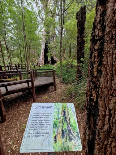 Best Hard Trails in Walpole-Nornalup National Park | AllTrails