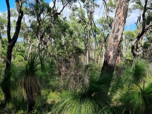 Best Hikes and Trails in Wickham Timber Reserve | AllTrails