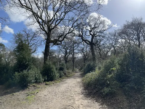 10 Best Views Trails in Sutton Park | AllTrails