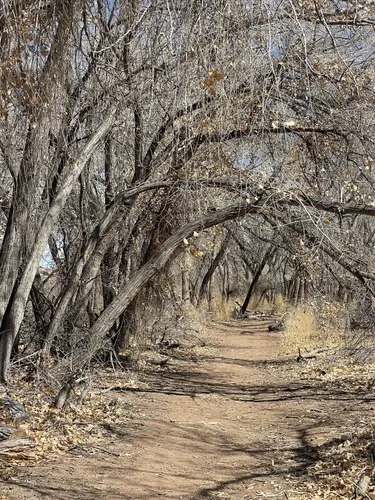 Best Forest Trails in Rio Rancho | AllTrails