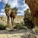 Hidden Horseshoe and Pushwalla Palms Trail, California - 250 Reviews ...