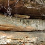 Gorge Overlook Loop via Buckeye Trail, Ohio - 2,940 Reviews, Map ...