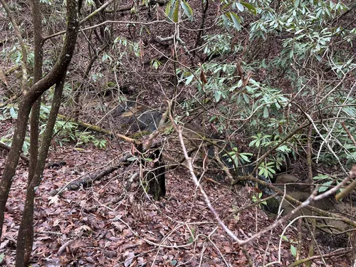 Best Hikes and Trails in Connestee Falls Hiking Trails | AllTrails