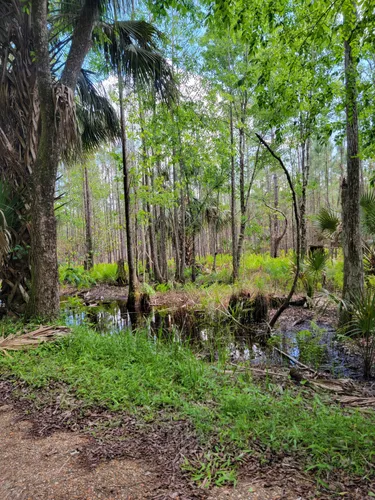 Best Hikes and Trails in Tiger Bay State Forest | AllTrails
