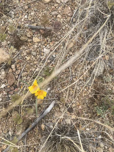 Best Hikes and Trails in Castner Range National Monument | AllTrails