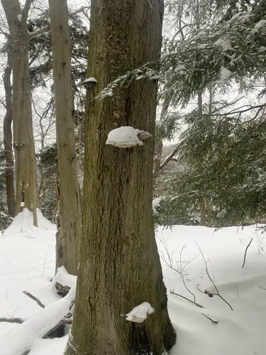 Best Hikes and Trails in Zoar Valley Multiple Use Area | AllTrails