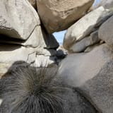 Grapevine Canyon Trail, Nevada - 542 Reviews, Map | AllTrails