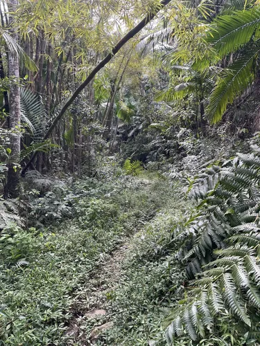 Best Hikes and Trails in Toro Negro State Forest | AllTrails