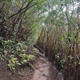 Waimano Falls Trail, Oahu, Hawaii - 4,759 Reviews, Map | AllTrails