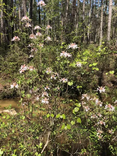 Best Hikes and Trails in Angelina National Forest | AllTrails