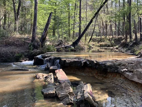 Best Camping Trails in Angelina National Forest | AllTrails