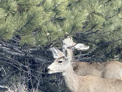 Best Wild Flowers Trails in Hall Ranch Open Space | AllTrails