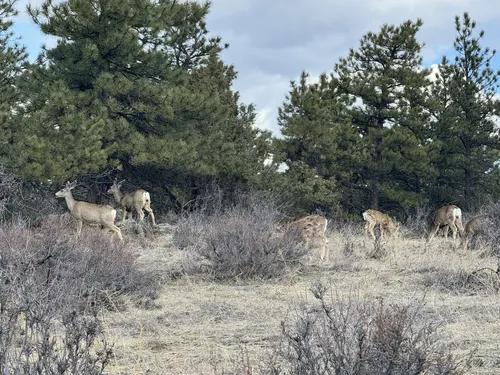 Best Wild Flowers Trails in Hall Ranch Open Space | AllTrails
