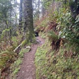 Natural Bridges Viewpoint Trail, Oregon - 646 Reviews, Map | AllTrails