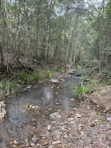 Best Kid Friendly Trails in Nerang National Park | AllTrails