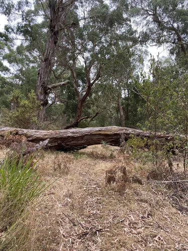 Best Hikes and Trails in Main Ridge | AllTrails