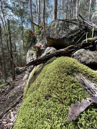 Best Wild Flowers Trails in Jilliby State Conservation Area | AllTrails