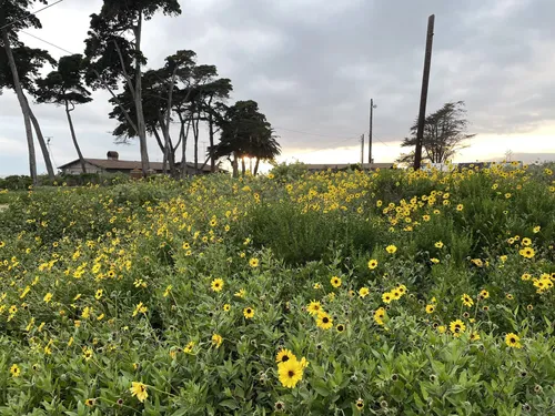 Best Hikes and Trails in Coal Oil Point Reserve | AllTrails