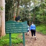 Mount Coot-tha Loop via Powerful Owl Trail, Queensland, Australia - 748 ...