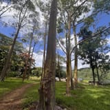 Keahua Forestry Arboretum, Kaua'i, Hawaii - 95 Reviews, Map | AllTrails
