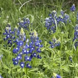 San Gabriel River Trail and Goodwater Loop, Texas - 917 Reviews, Map ...