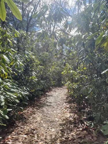 Best Hikes and Trails in Neversink River Unique Area | AllTrails