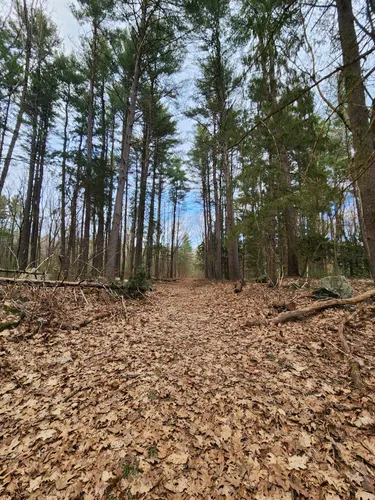Best Hikes and Trails in Ghiloni Recreation Area | AllTrails