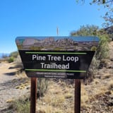Pine Tree Trail, New Mexico - 2,069 Reviews, Map | AllTrails