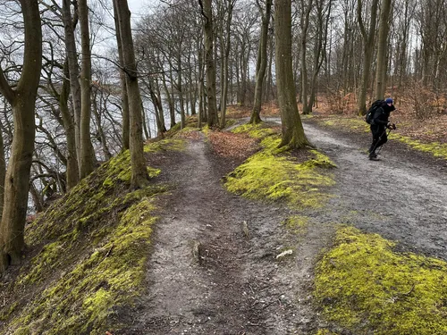 Best Bird Watching Trails in Store Dyrehave | AllTrails