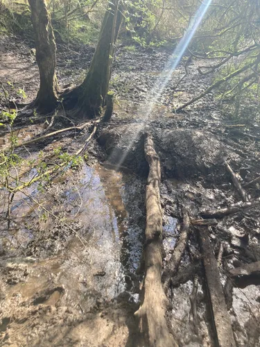 Best Long Trails in Delamere Forest | AllTrails