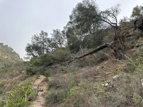 Best Historic Site Trails in Paraje Natural Acantilados de Maro - Cerro ...