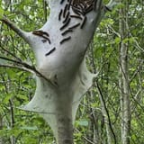 Moon Seed Loop, Louisiana - 381 Reviews, Map | AllTrails